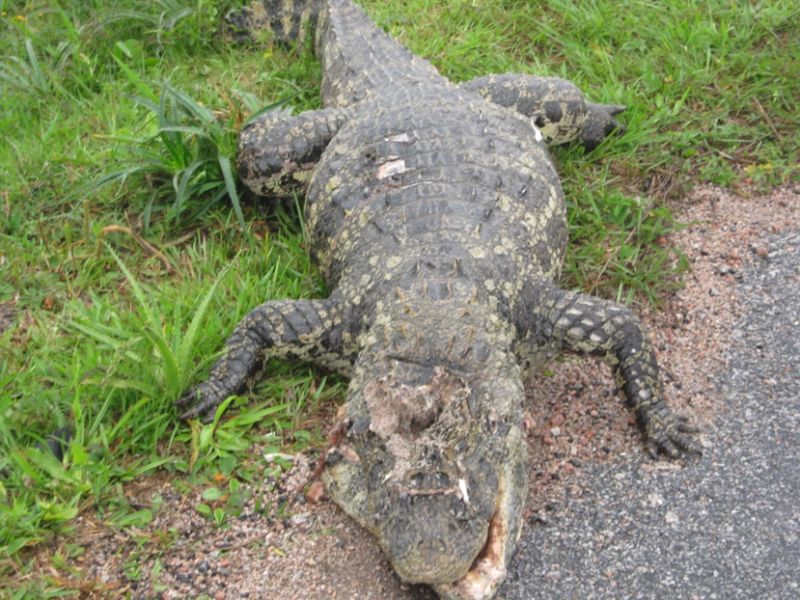 Ampliação da Reserva Ecológica do Taim provoca nova polêmica | Diário ...