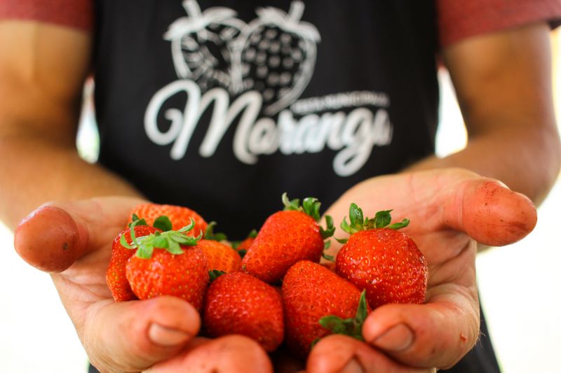 Feira do Morango comercializa mais de 2 toneladas em uma semana ...